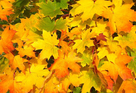 Reasons to Celebrate Fall - DC Clubbing